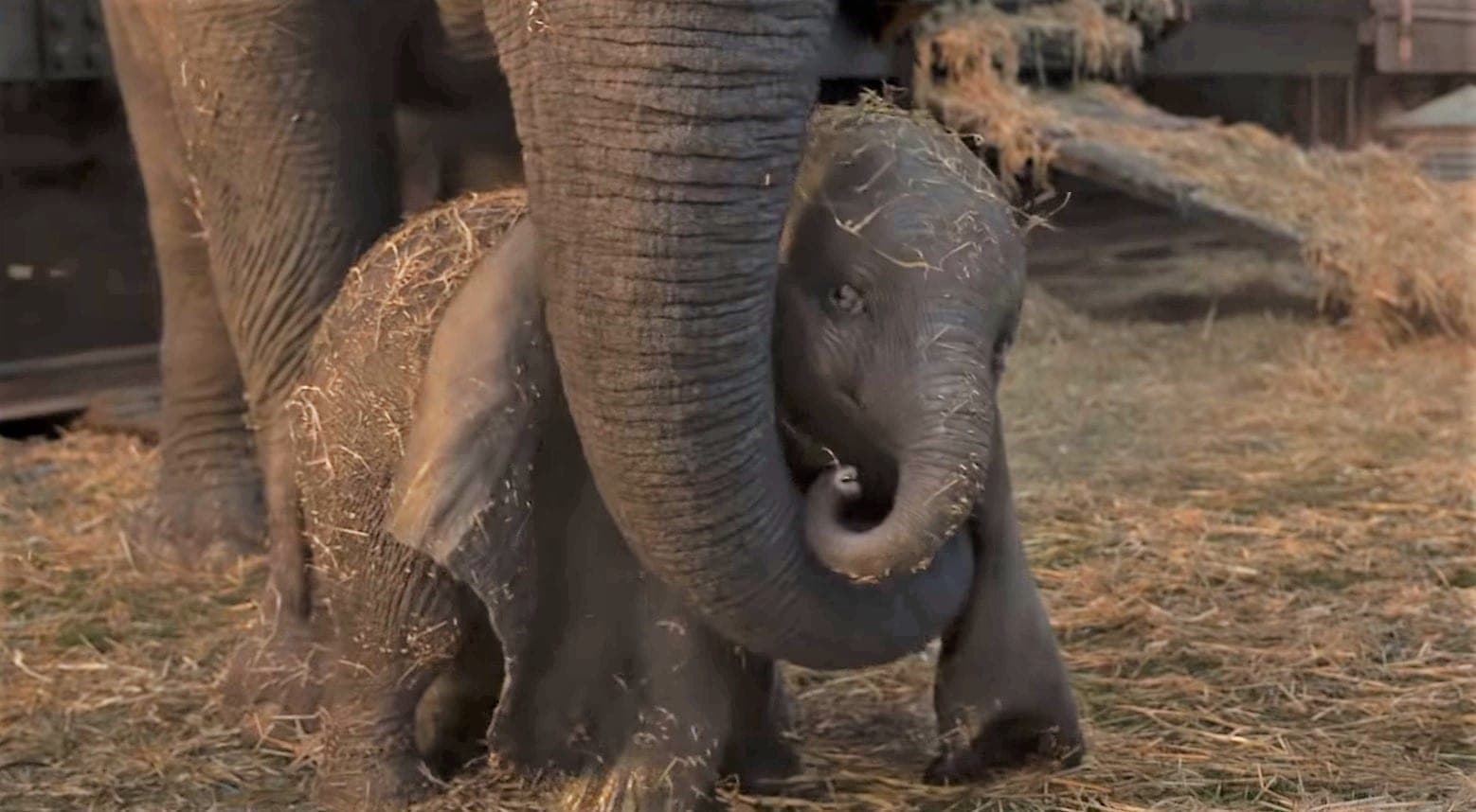 Movie Review - Dumbo (2019)